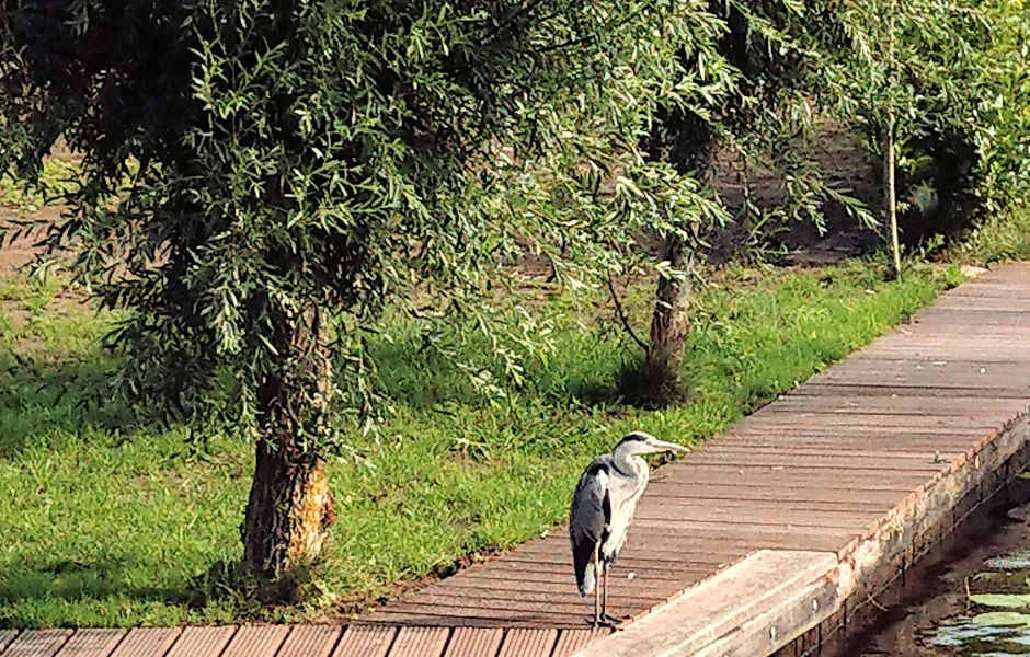 Ein Reisebericht:Bootstour: Holland: Fahren durch den National Park ...